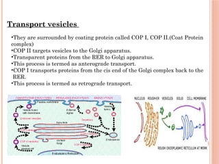 ENDOPLASMIC reticulum based material.pptx