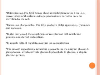 ENDOPLASMIC reticulum based material.pptx
