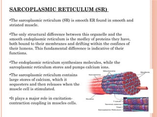 ENDOPLASMIC reticulum based material.pptx