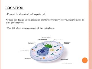 ENDOPLASMIC reticulum based material.pptx