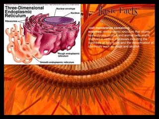 Endoplasmic Reticulum Campaign | PPT