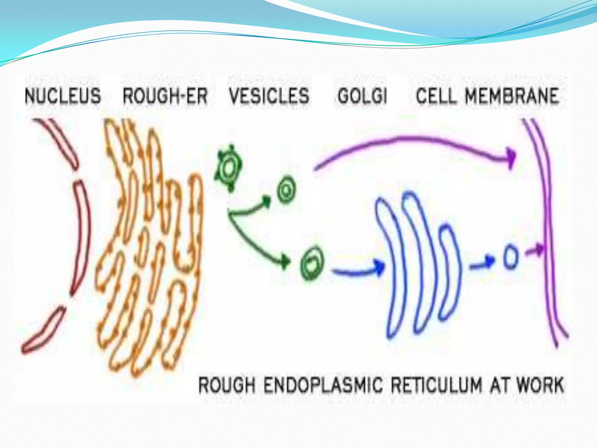 Endoplasmic reticulum | PPTX