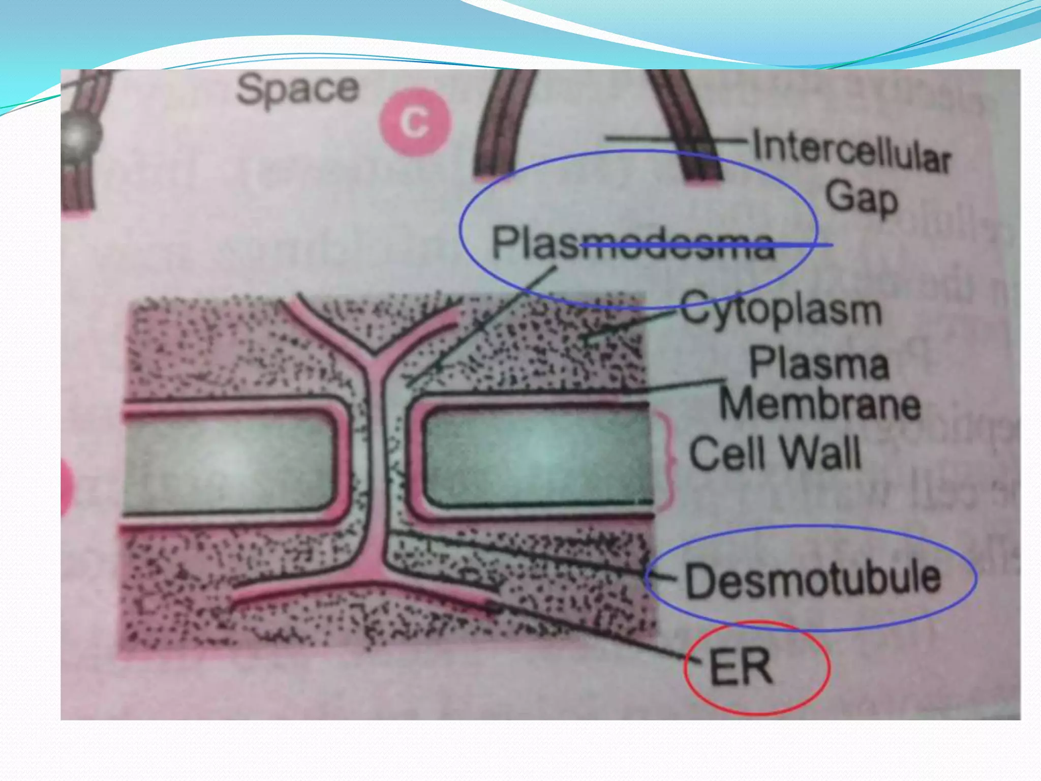 Endoplasmic reticulum | PPTX