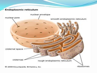 Endoplasmic reticulum | PPTX