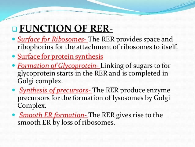 Endoplasmic reticulum