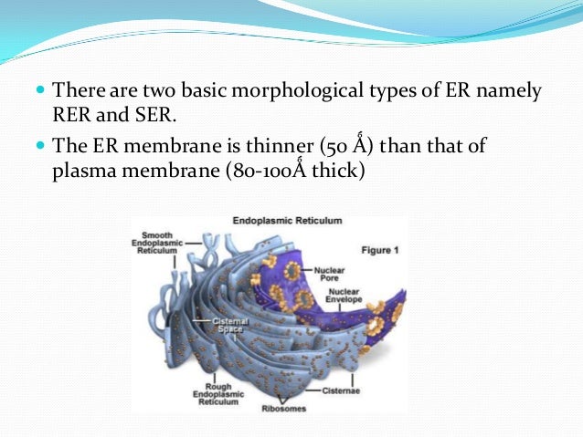 Endoplasmic Reticulum Occurrence Morphology Types