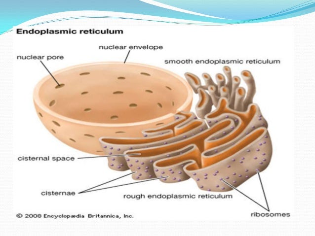 Endoplasmic reticulum