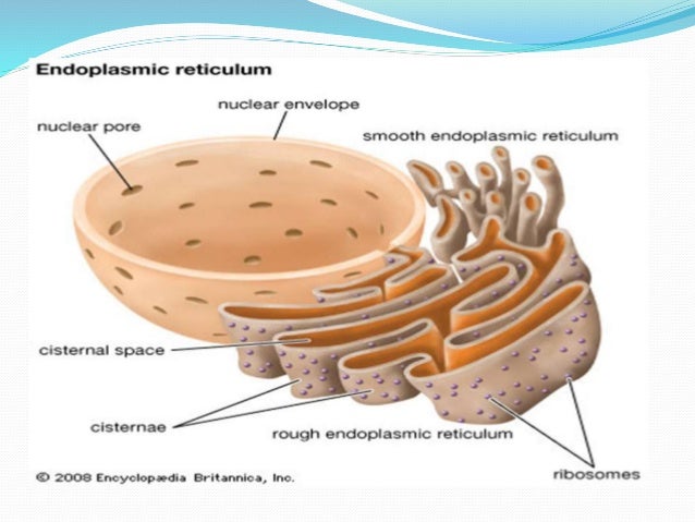 Endoplasmic reticulum