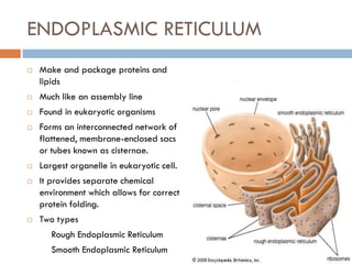 Endoplasmic reticulum | PDF
