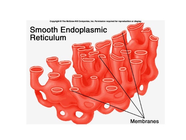 Smooth Endoplasmic Reticulum Function
