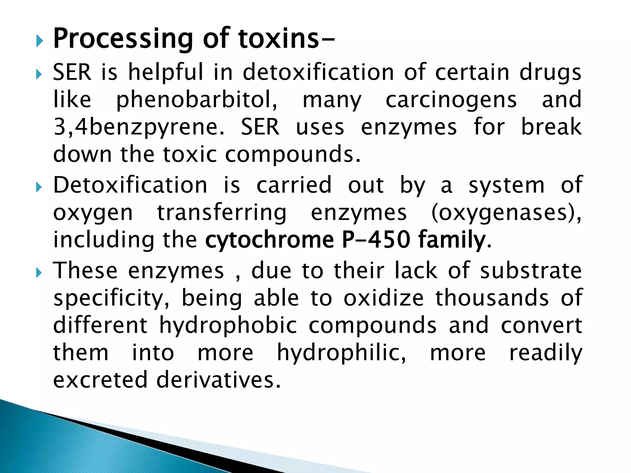 Endoplasmic reticulum- cell Organelle | PPTX