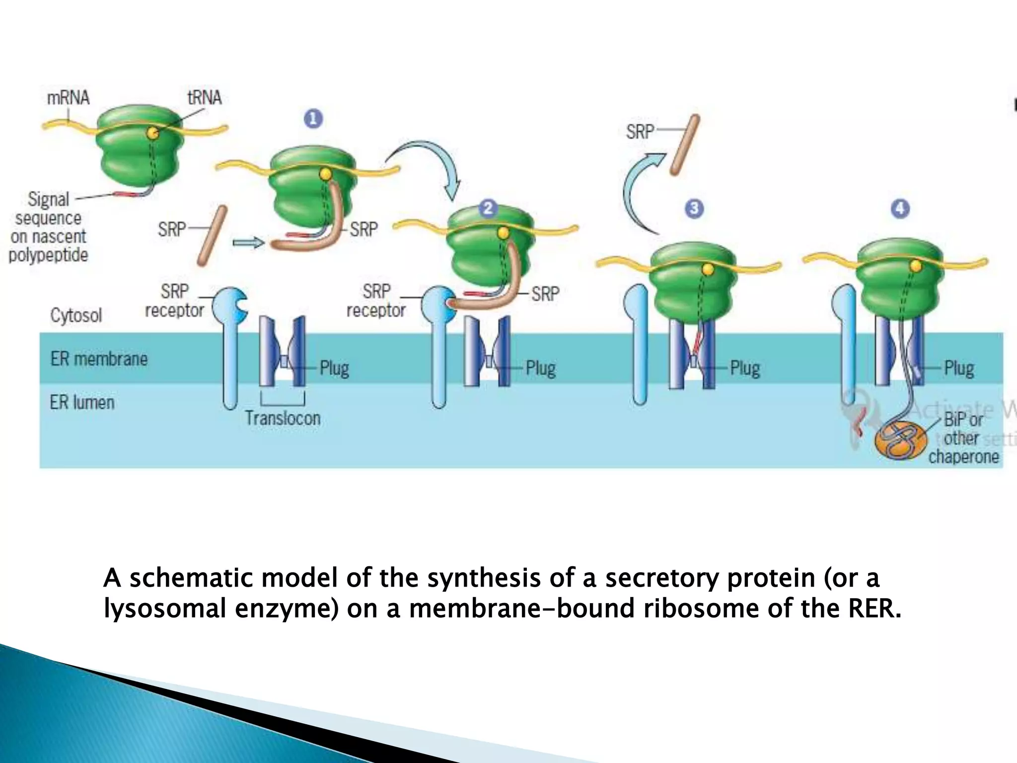 Endoplasmic reticulum- cell Organelle | PPTX