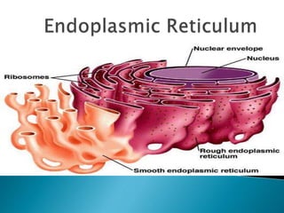 Endoplasmic reticulum- cell Organelle | PPTX