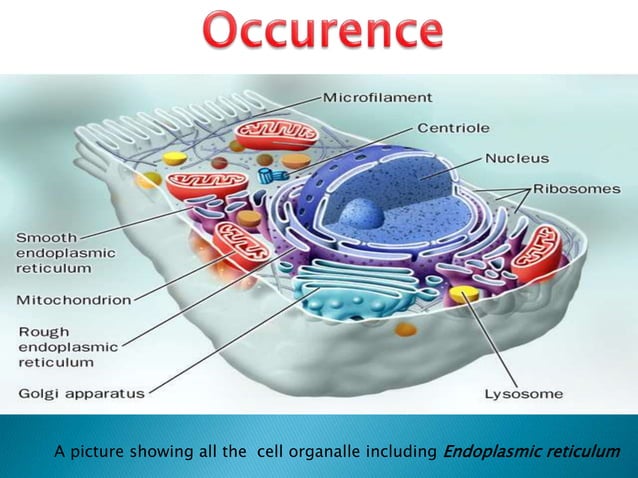 Endoplasmic reticulum- cell Organelle | PPTX | Biological Sciences ...