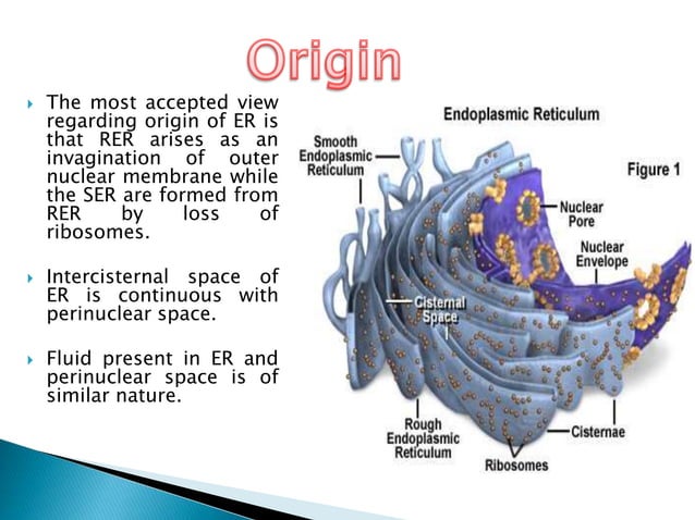 Endoplasmic reticulum- cell Organelle | PPTX | Biological Sciences ...