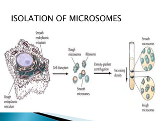 Endoplasmic reticulum- cell Organelle | PPTX