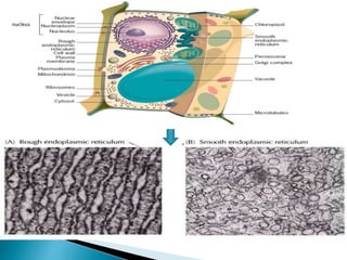 Endoplasmic Reticulum In A Plant Cell