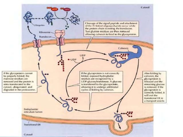 Endoplasmic Reticulum Structure And Function Alevel