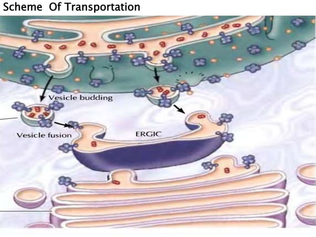 Endoplasmic Reticulum Cell Biology M4