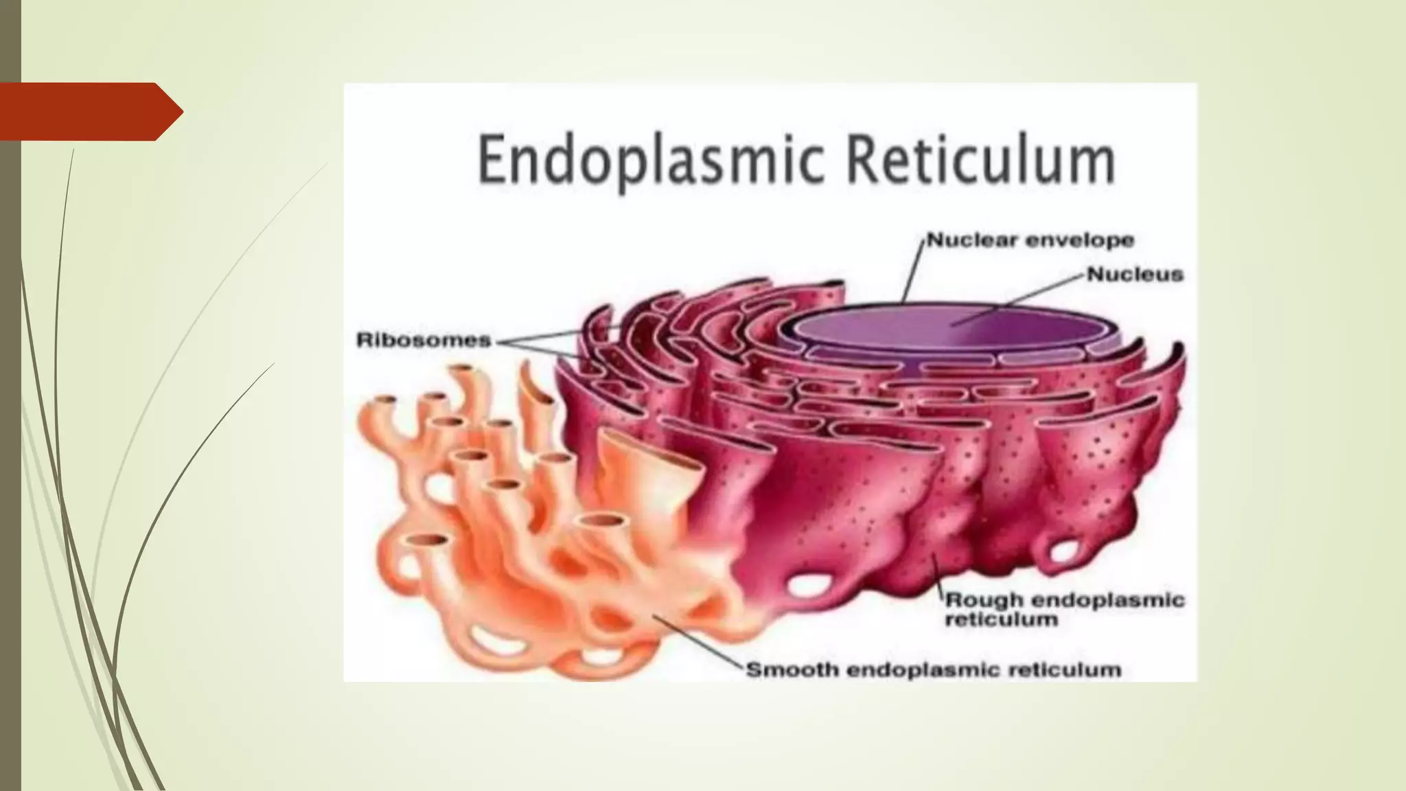 Endoplasmic reticulum | PPT