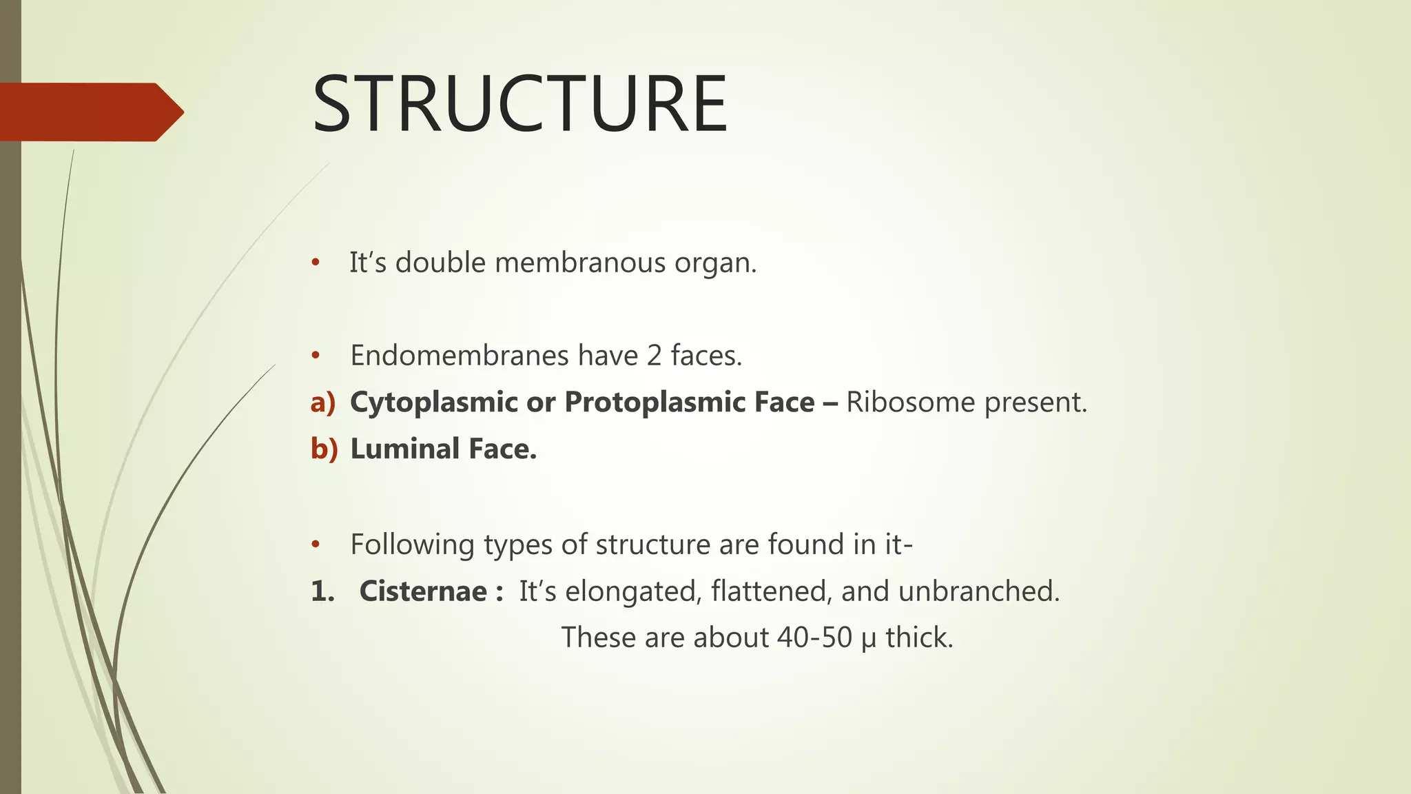 Endoplasmic reticulum | PPT