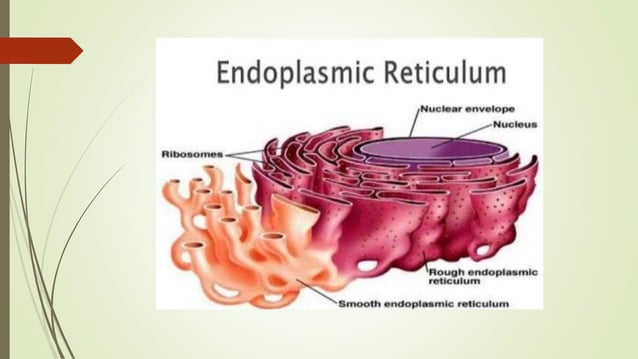 Endoplasmic reticulum | PPT