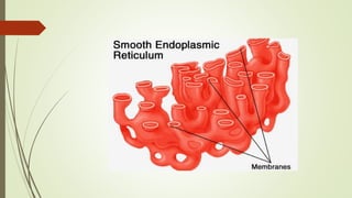 Endoplasmic reticulum | PPT