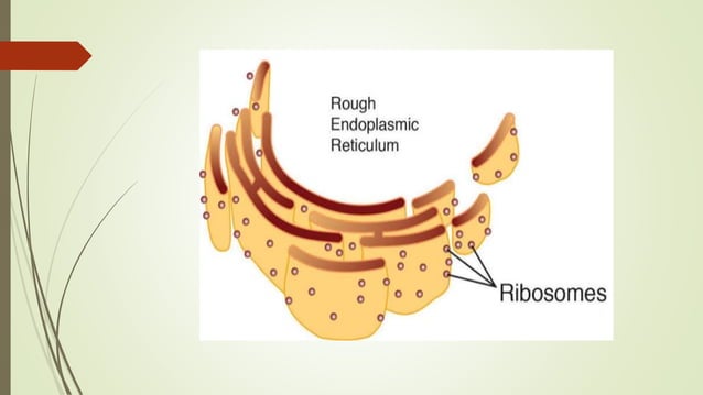 Endoplasmic reticulum | PPT