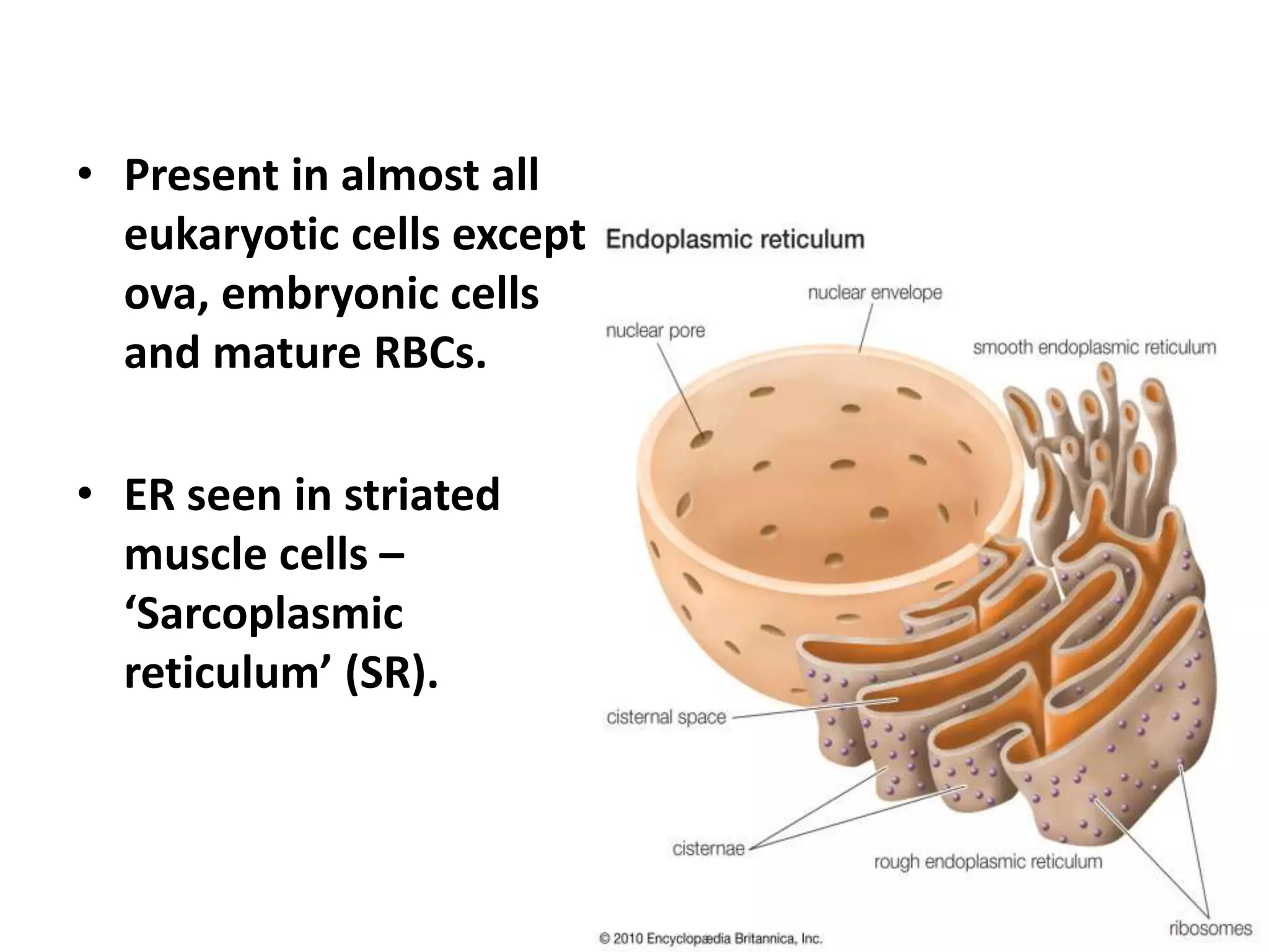 ENDOPLASMIC RETICULUM SMG | PPT