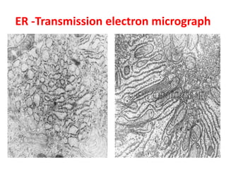 ENDOPLASMIC RETICULUM SMG | PPT