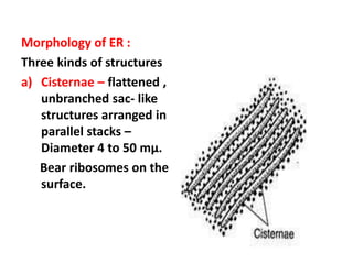 ENDOPLASMIC RETICULUM SMG | PPT