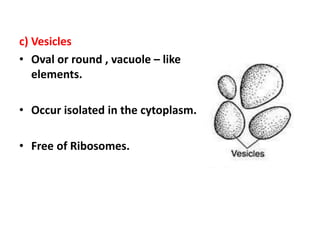 ENDOPLASMIC RETICULUM SMG | PPT
