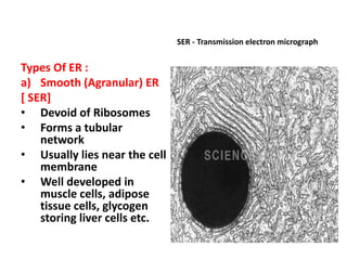 ENDOPLASMIC RETICULUM SMG | PPT