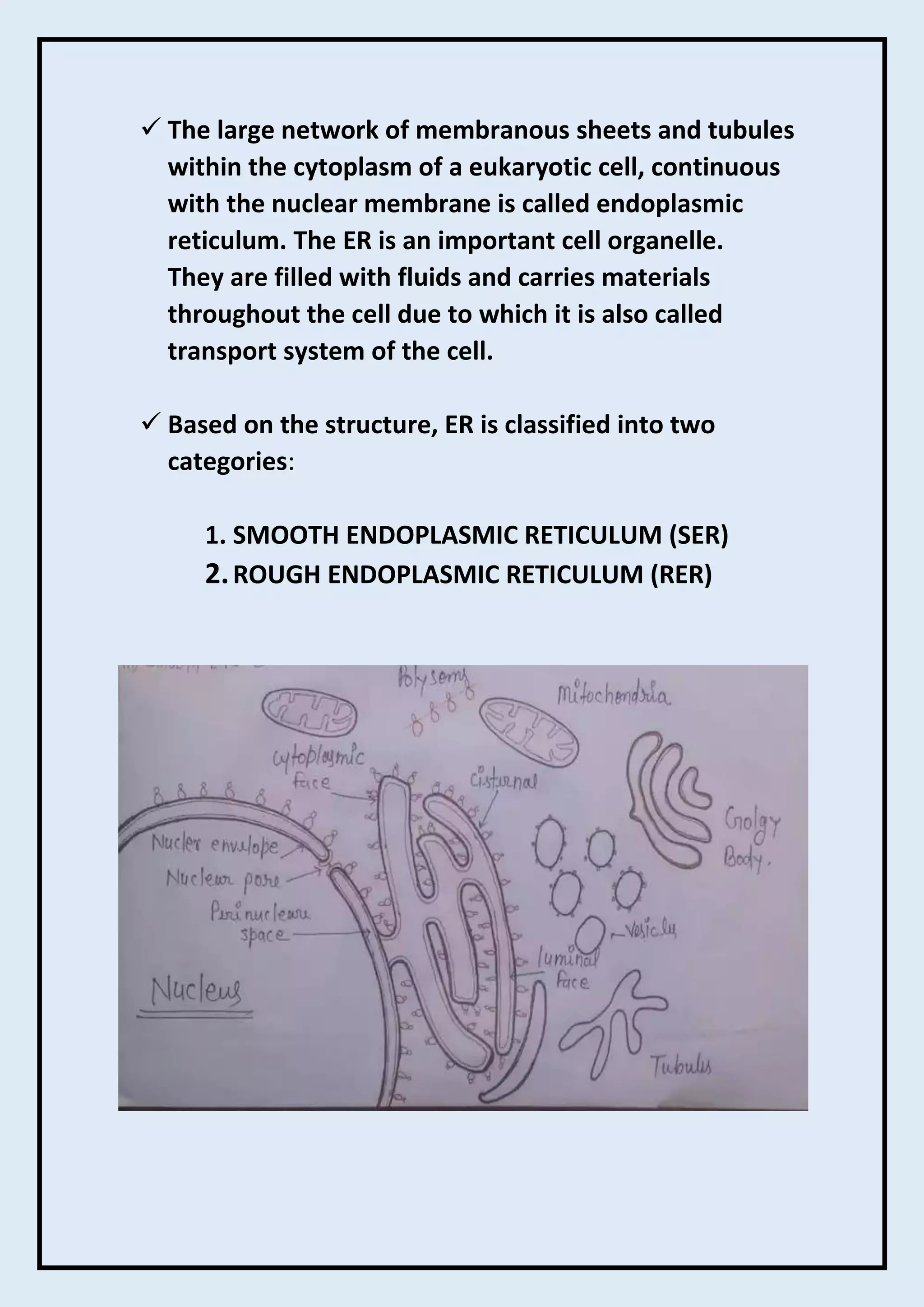 Endoplasmic reticulum.pdf