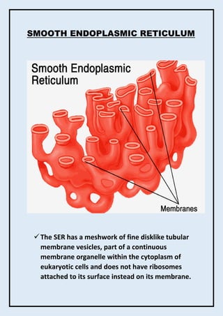 Endoplasmic reticulum.pdf