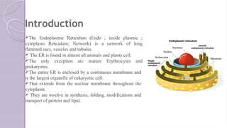 Endoplasmic reticulum of human beings.ppt