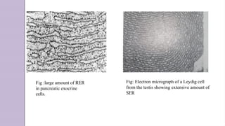 Endoplasmic reticulum of human beings.ppt