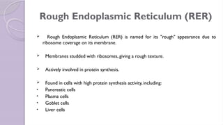Endoplasmic reticulum of human beings.ppt