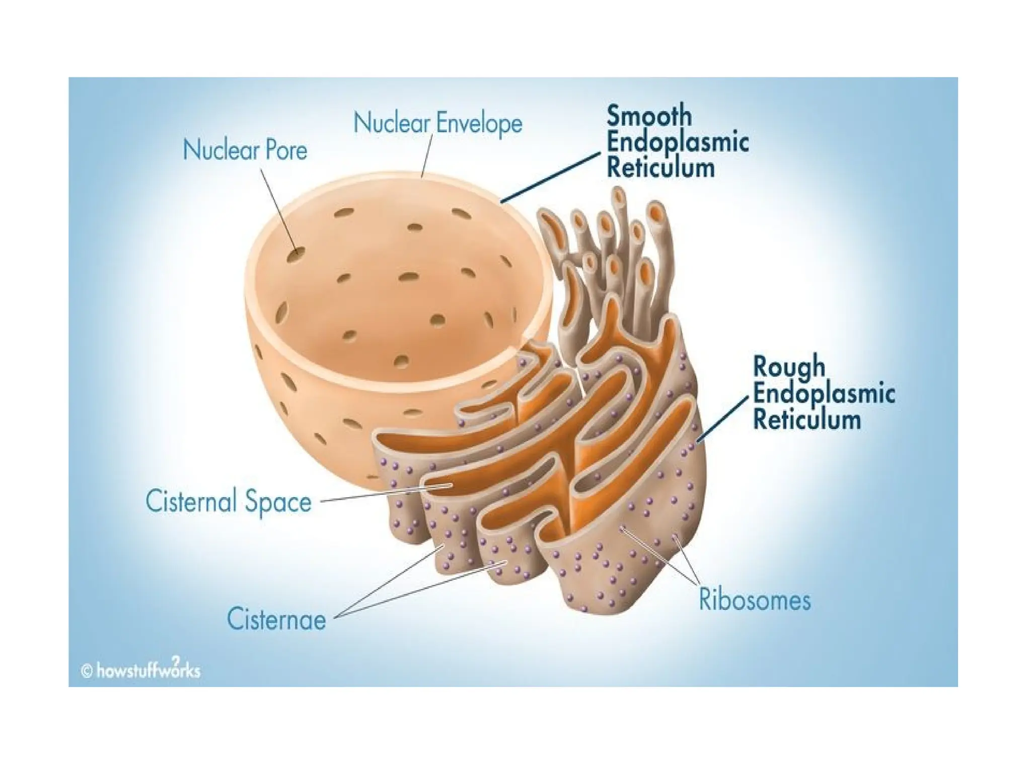 Endoplasmic Reticulum Cell Biology.pptx
