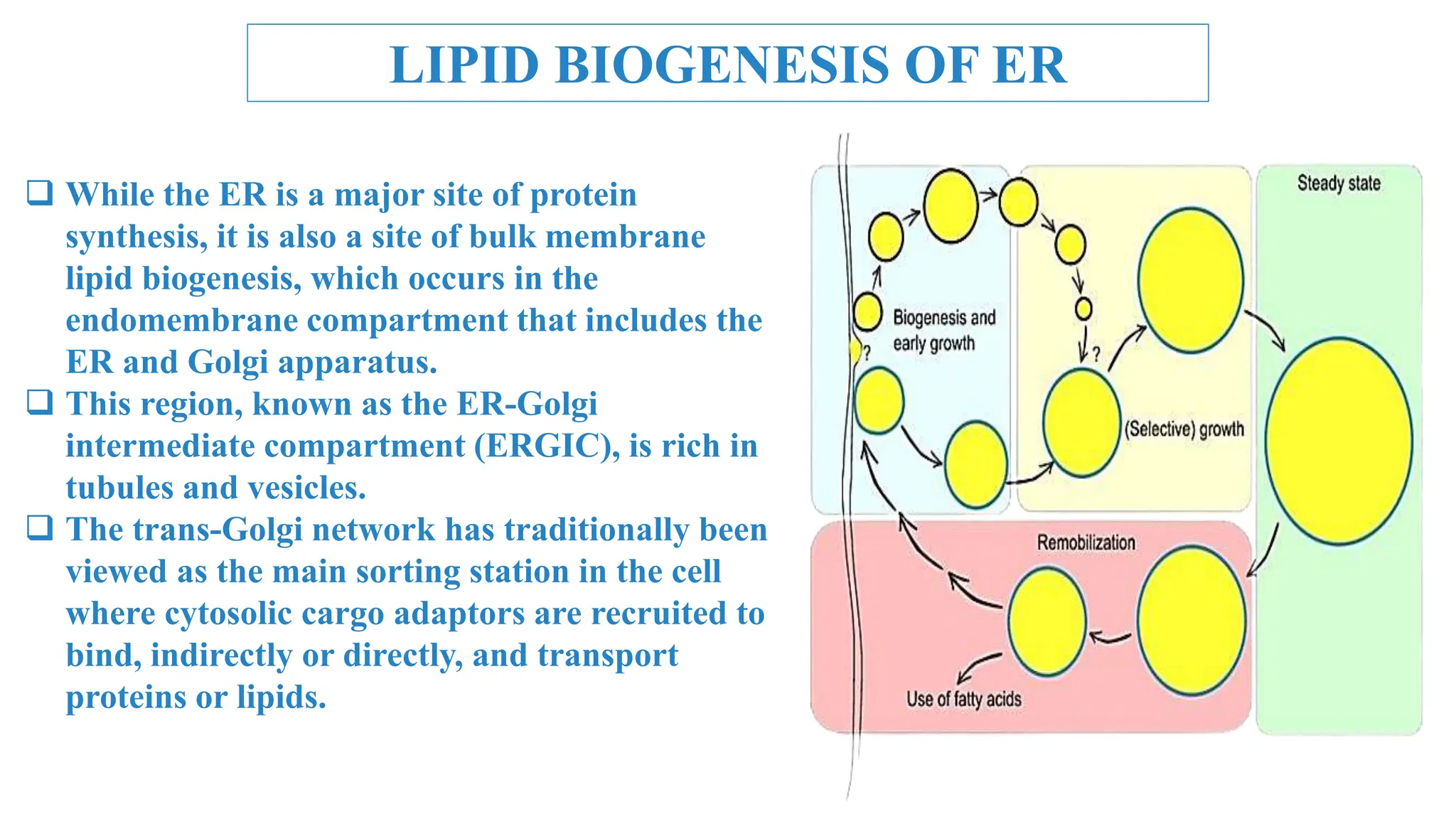 endoplasmic reticulum | PPTX