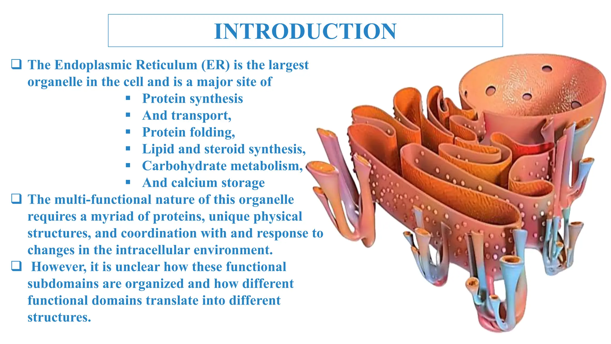 endoplasmic reticulum | PPTX