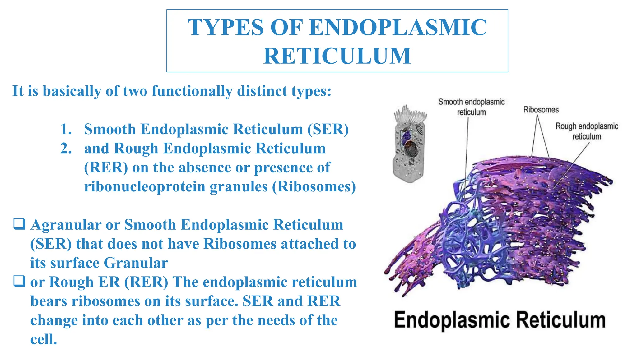 endoplasmic reticulum | PPTX