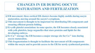 endoplasmic reticulum | PPTX