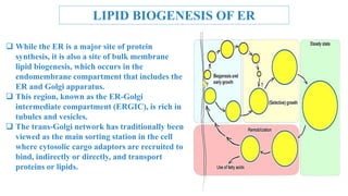 endoplasmic reticulum | PPTX