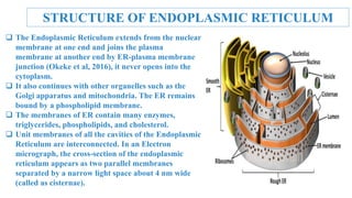 endoplasmic reticulum | PPTX