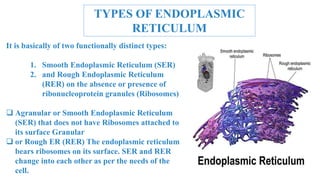 endoplasmic reticulum | PPTX