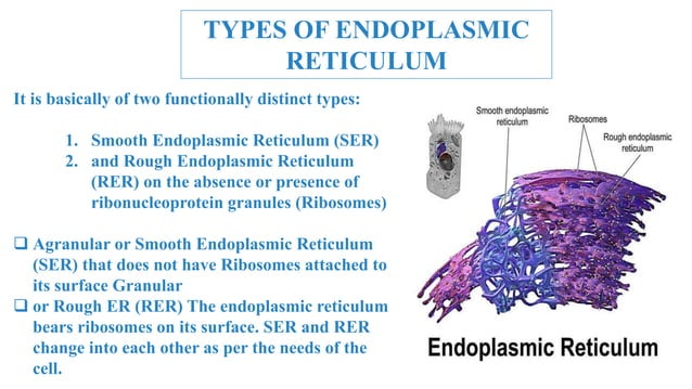 endoplasmic reticulum | PPTX