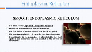 Endoplasmic Reticulum and Golgi Apparatus.pptx
