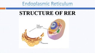 Endoplasmic Reticulum and Golgi Apparatus.pptx