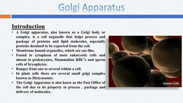 Endoplasmic Reticulum and Golgi Apparatus.pptx